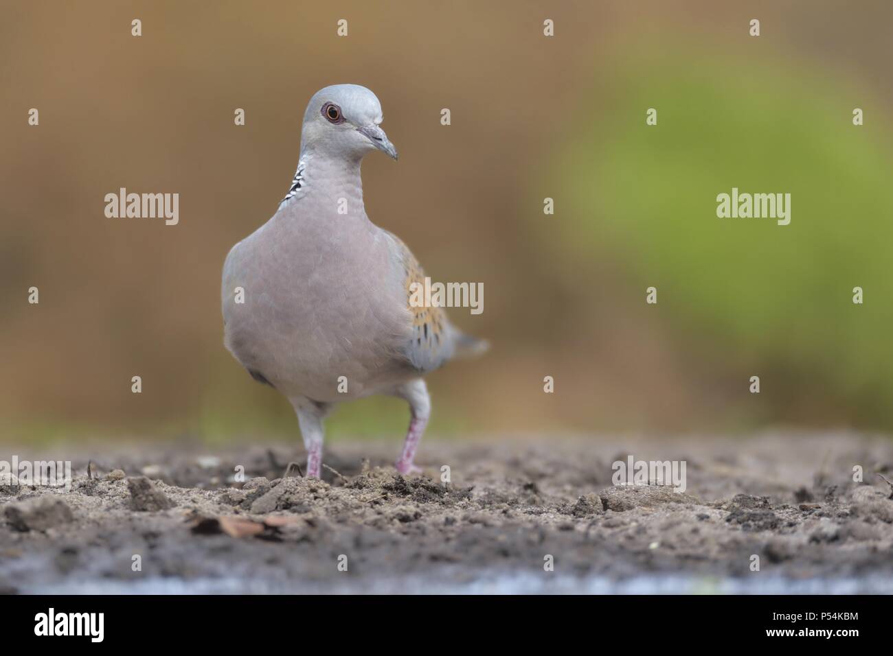 European turtledove hi-res stock photography and images - Alamy