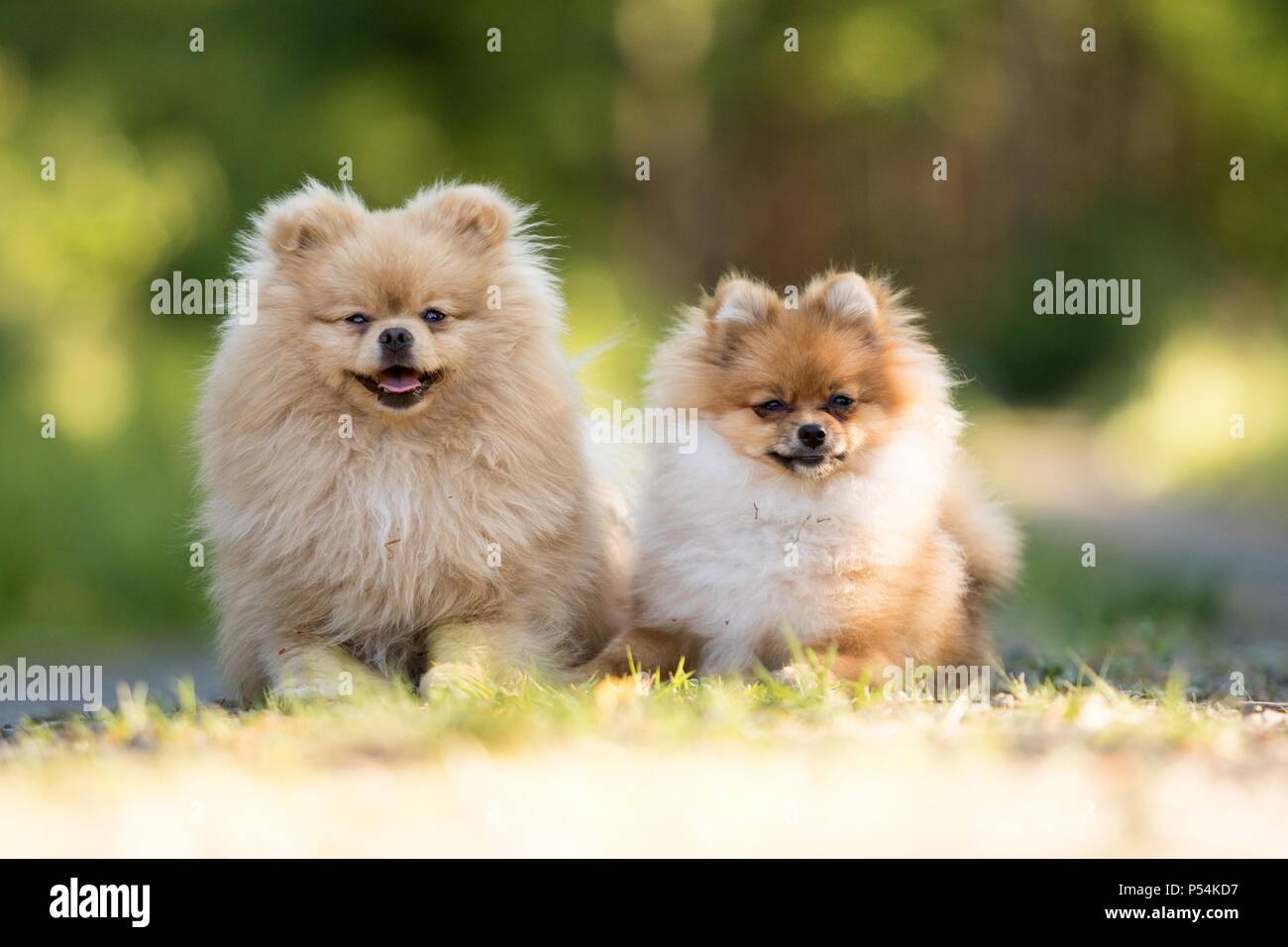 Pomeranians two hi-res stock photography and images - Alamy