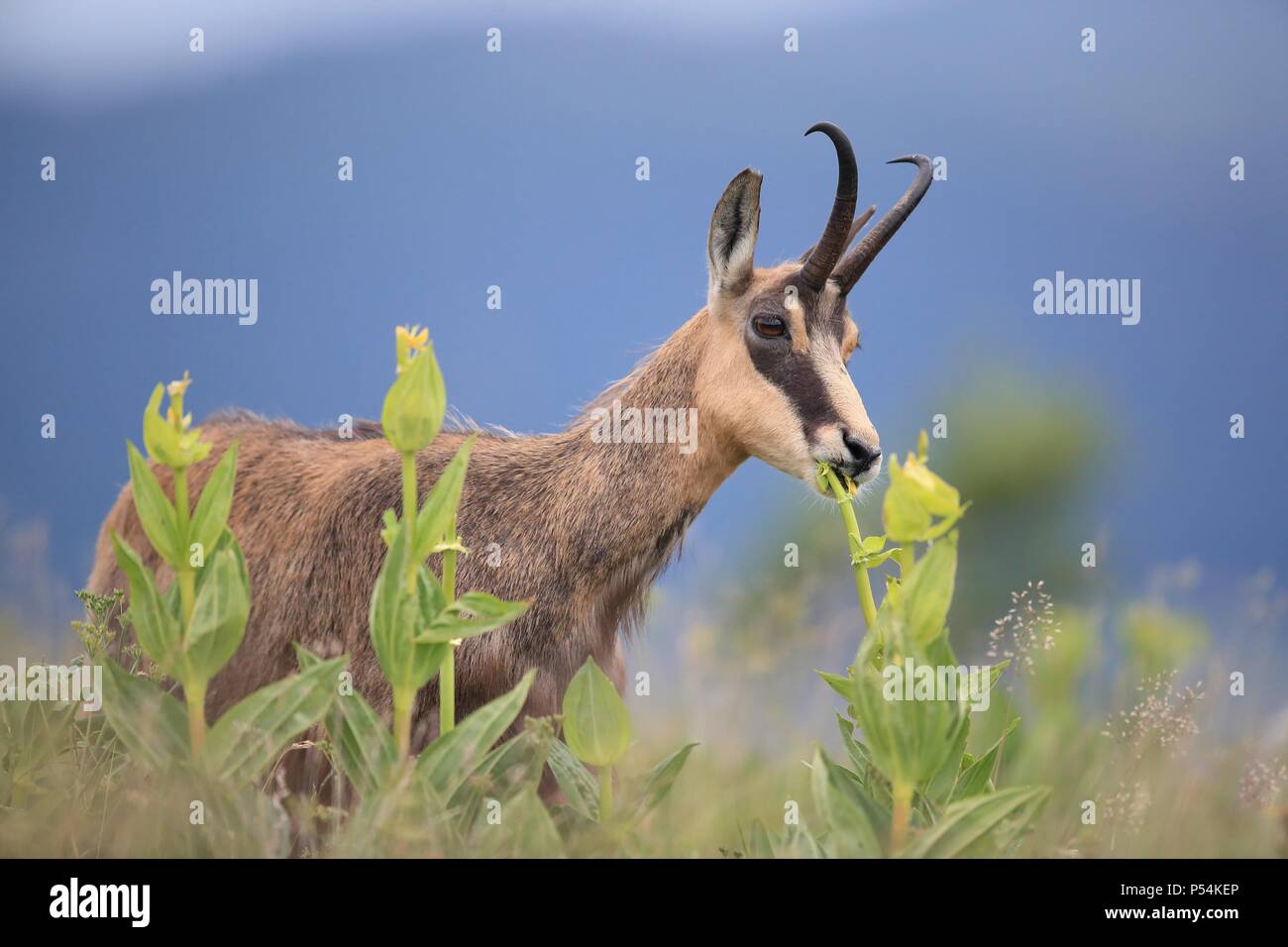 Chamois behavior hi-res stock photography and images - Alamy