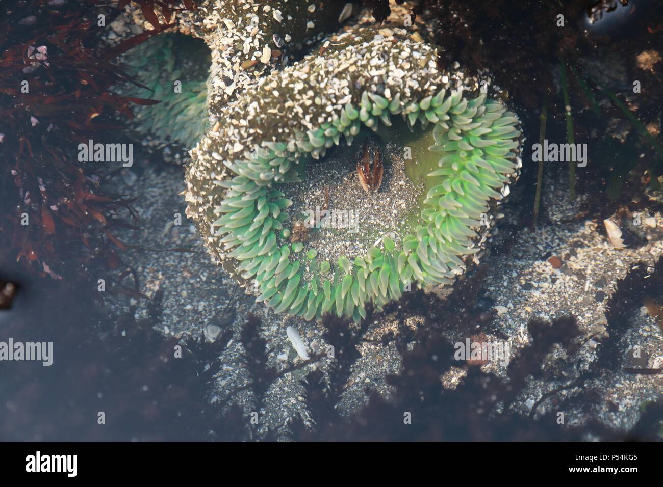 Two sea anemones hi-res stock photography and images - Alamy
