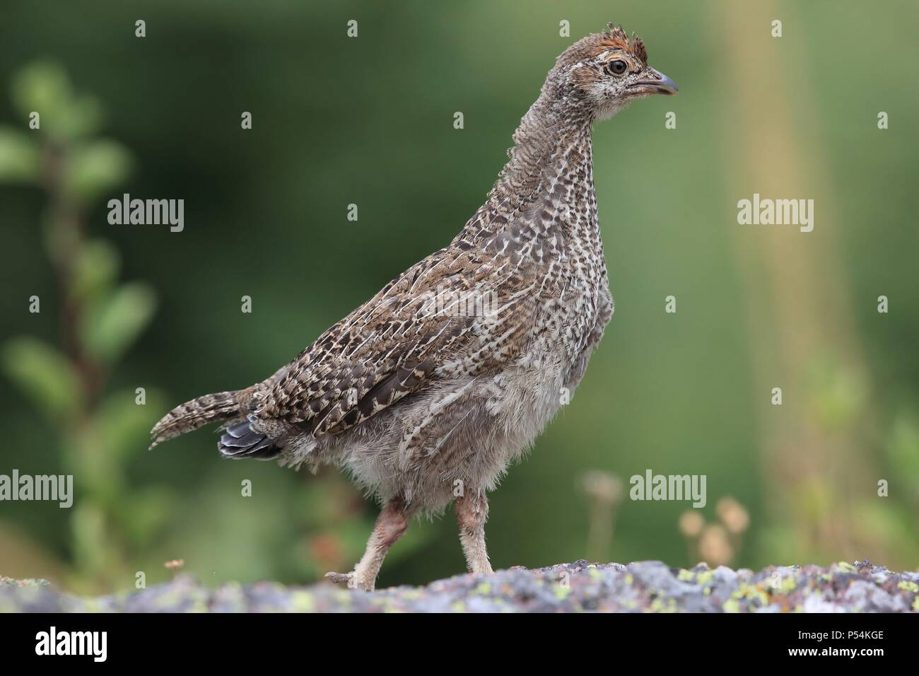 One spruce grouse hi-res stock photography and images - Alamy