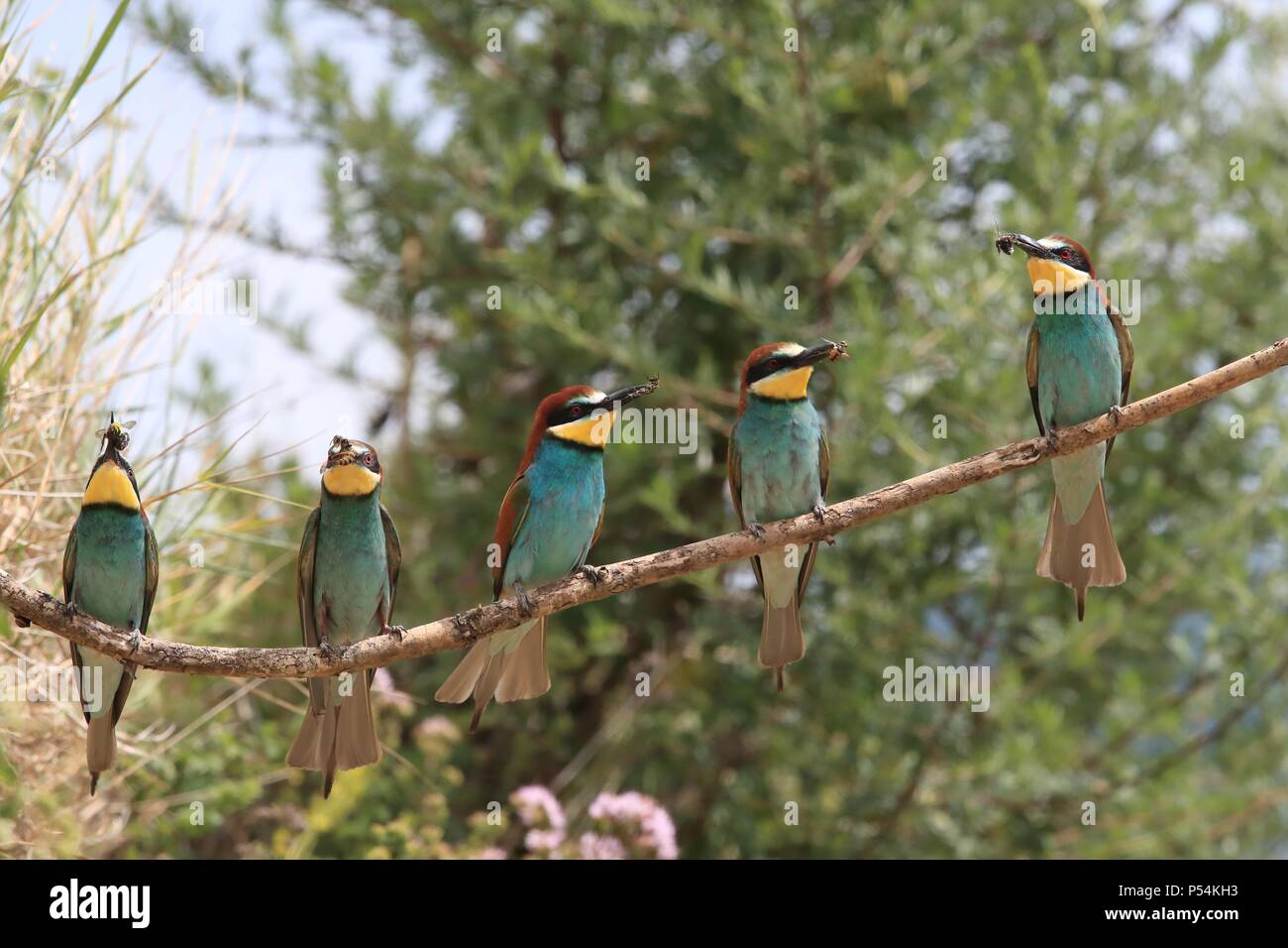 Bee eaters hi-res stock photography and images - Alamy