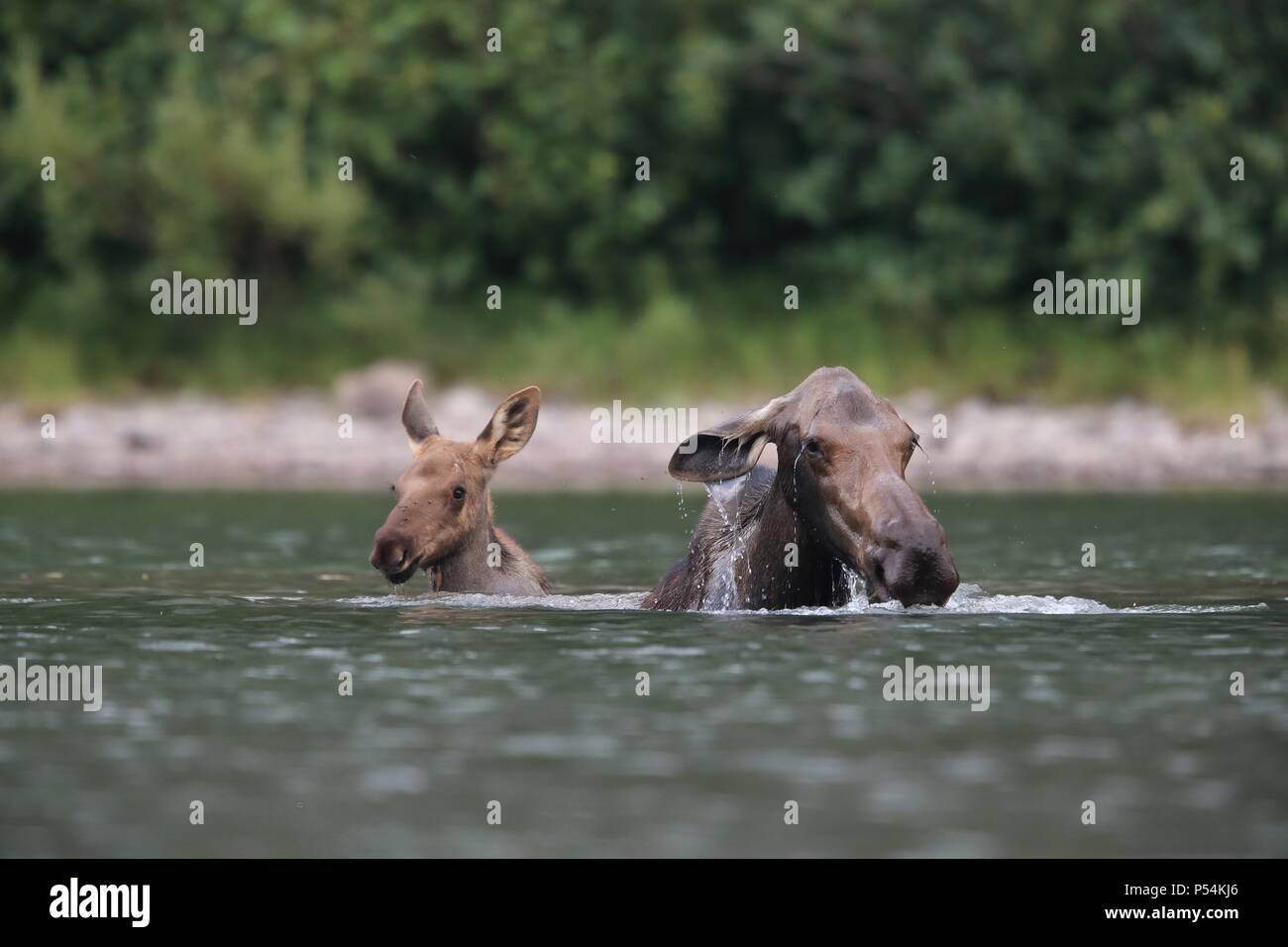 Moose swim hi-res stock photography and images - Alamy