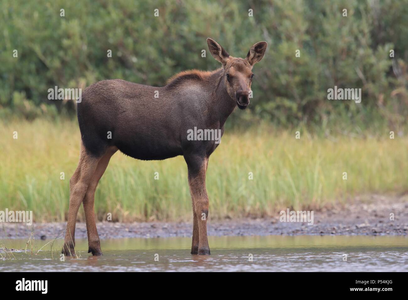 Moose babies hi-res stock photography and images - Alamy