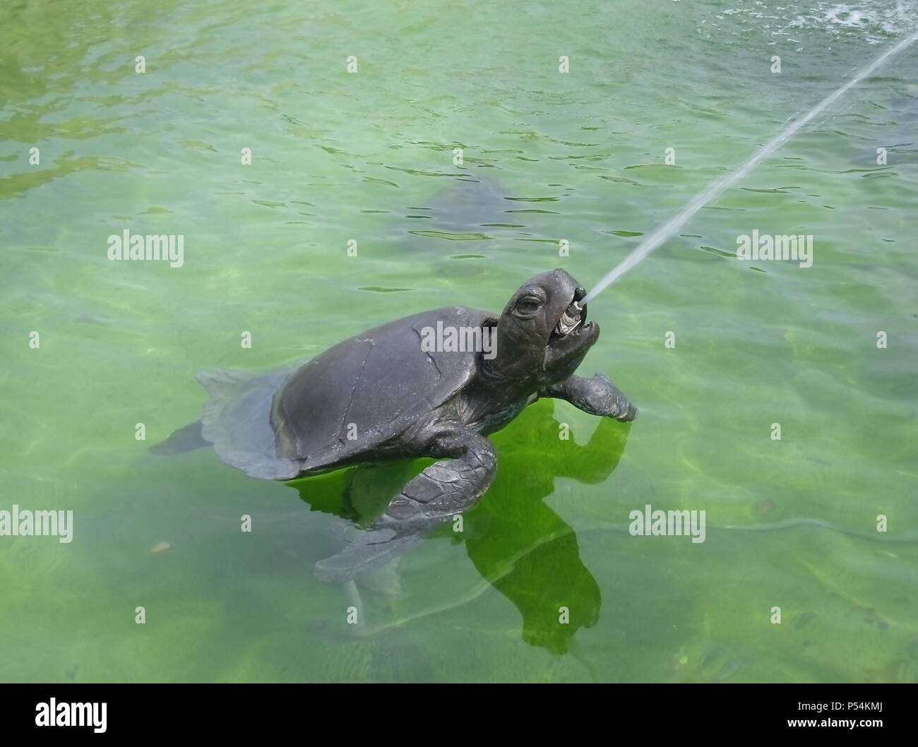 Turtle statue spitting water in a fountain Stock Photo - Alamy