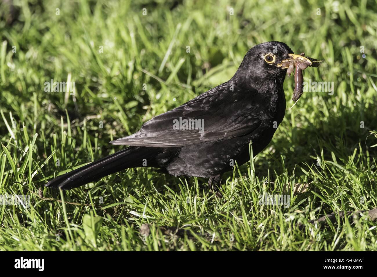 Blackbirds beaks hi-res stock photography and images - Alamy