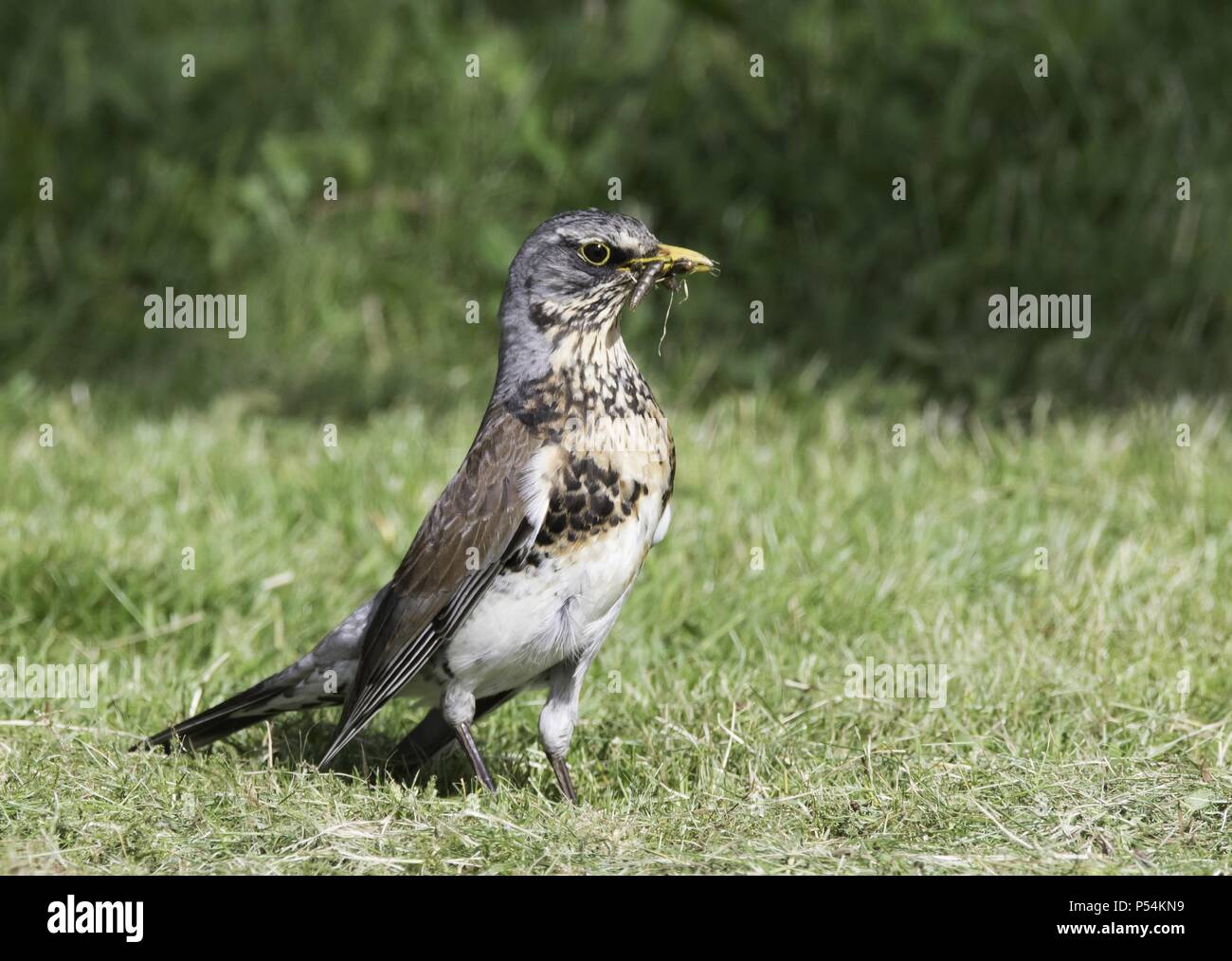 Fieldfare turdus pilaris adults hi-res stock photography and images - Alamy