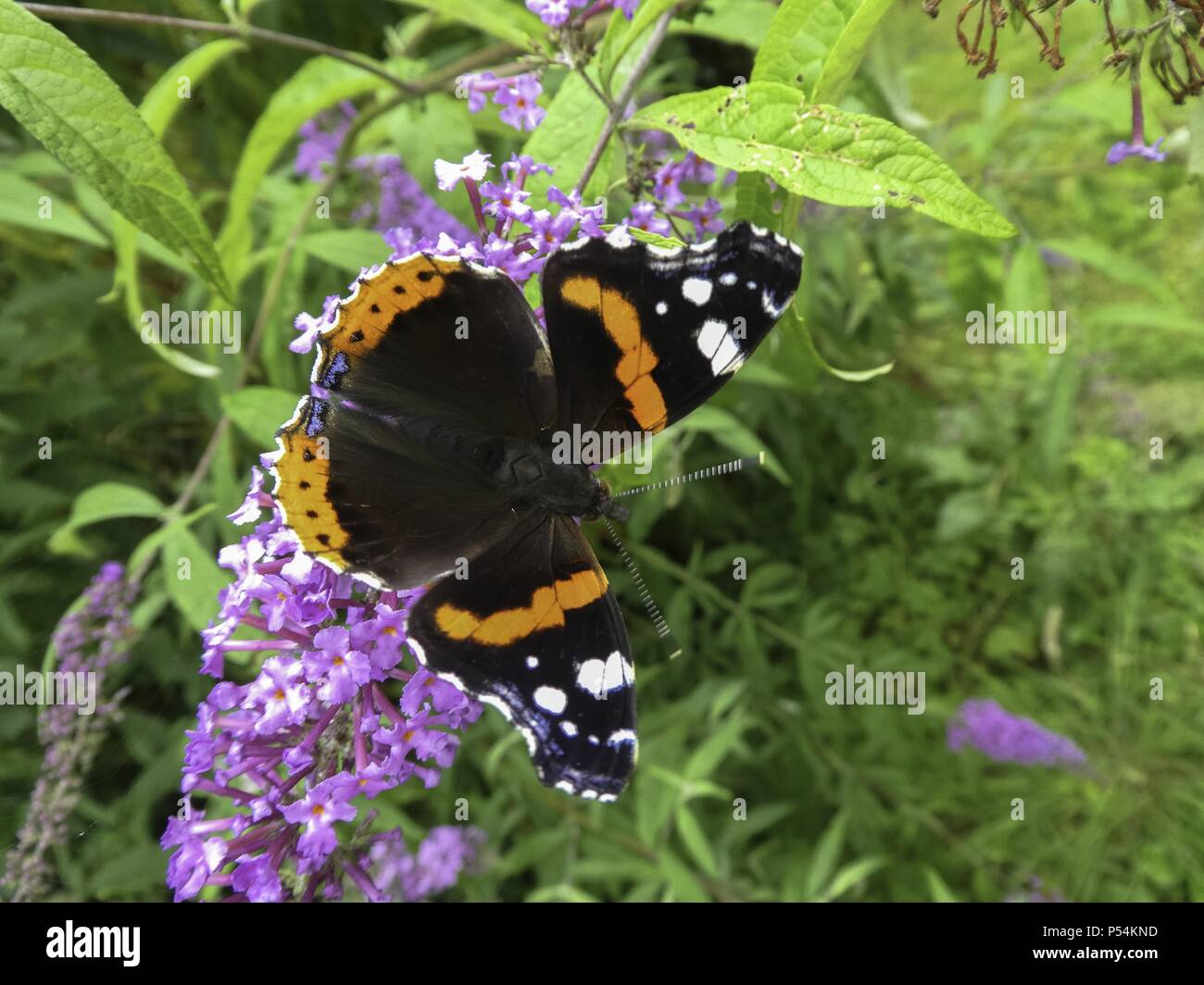 Landscape format red admiral hi-res stock photography and images - Alamy