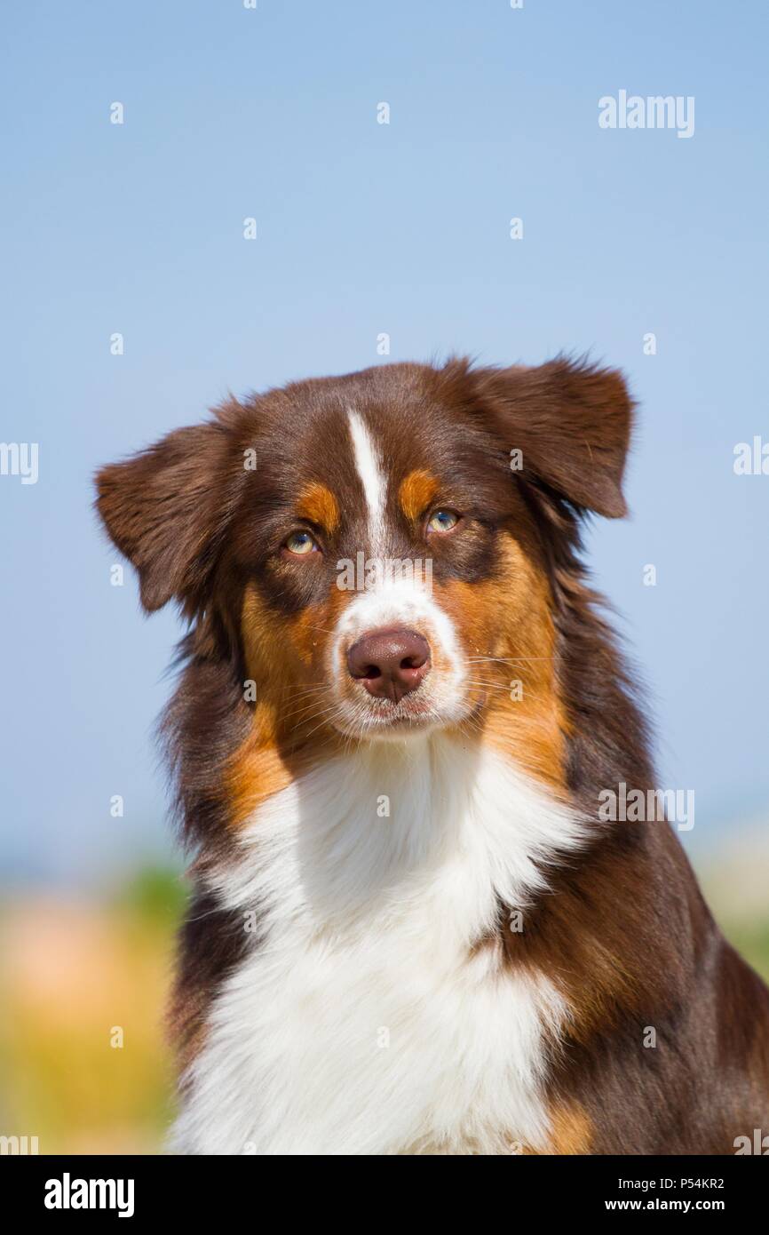 Australian shepherd aussie months hi-res stock photography and images ...