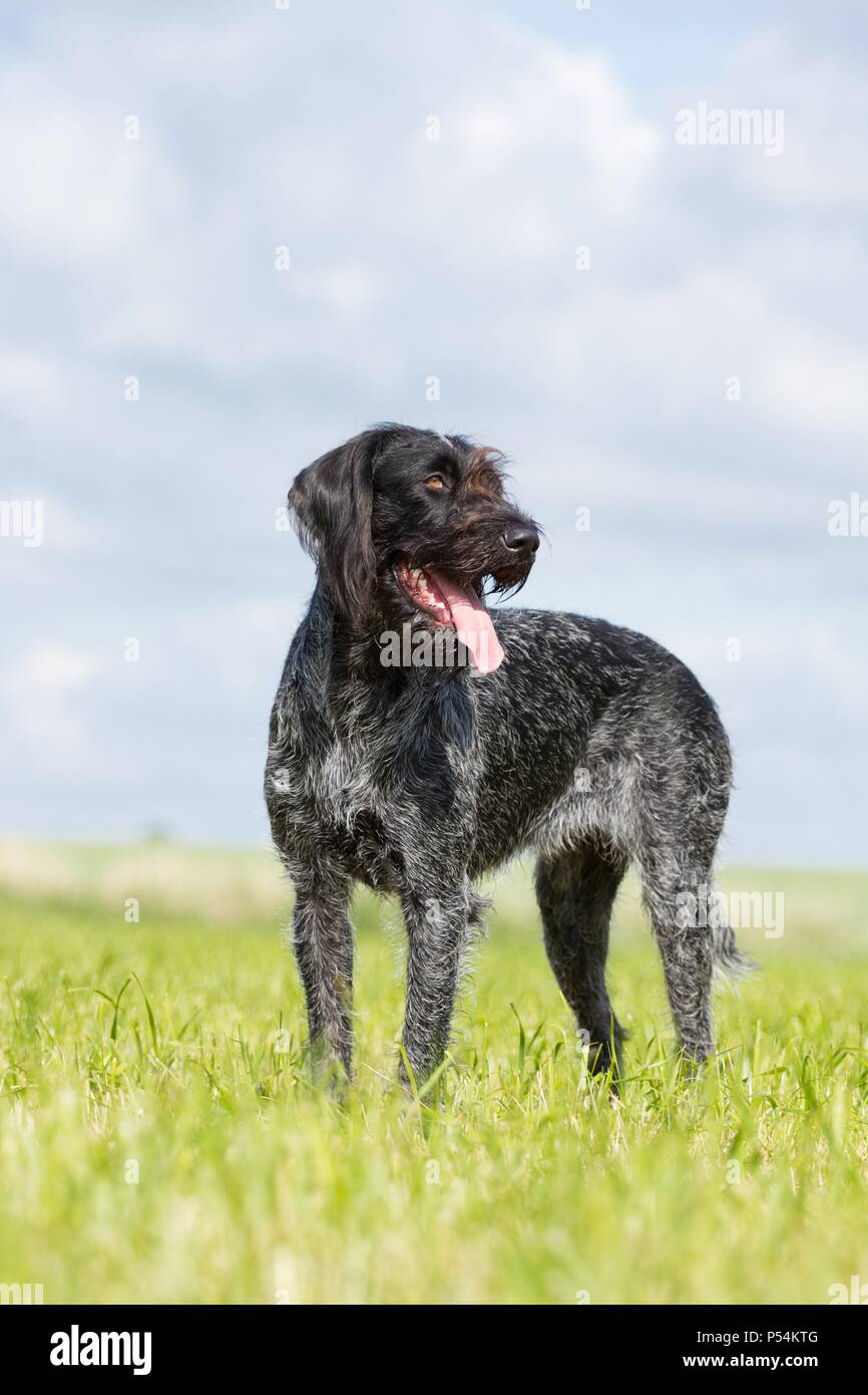 German wirehaired Pointer Stock Photo - Alamy