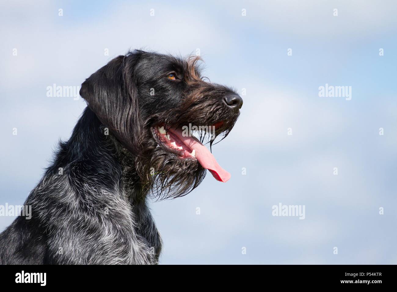 German wirehaired pointer portrait hi-res stock photography and images ...