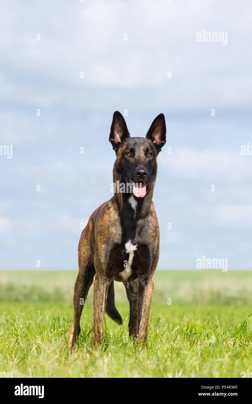 Hollandse herdershond dutch shepherd standing hi-res stock photography ...