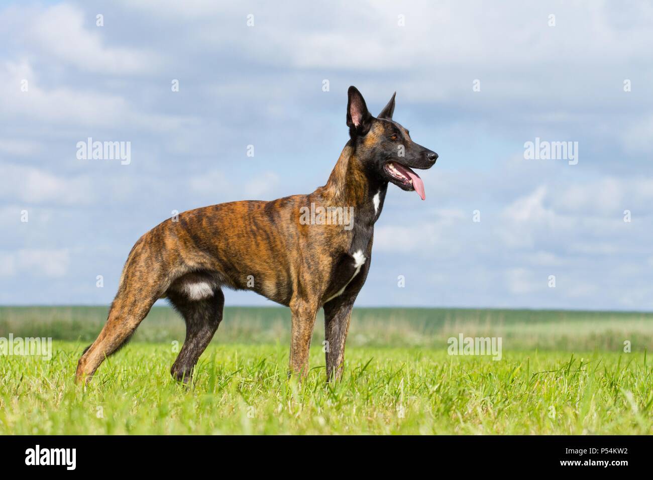 Hollandse herdershond dutch shepherd standing hi-res stock photography ...