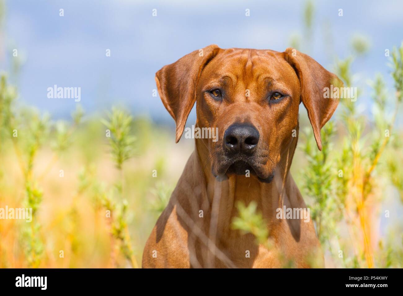 Rhodesian Ridgeback Portrait Stock Photo - Alamy