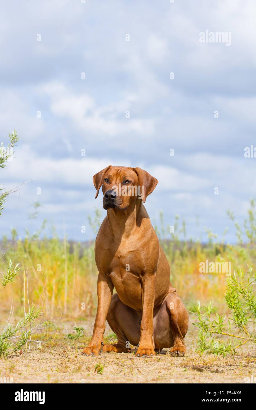 sitting Rhodesian Ridgeback Stock Photo - Alamy
