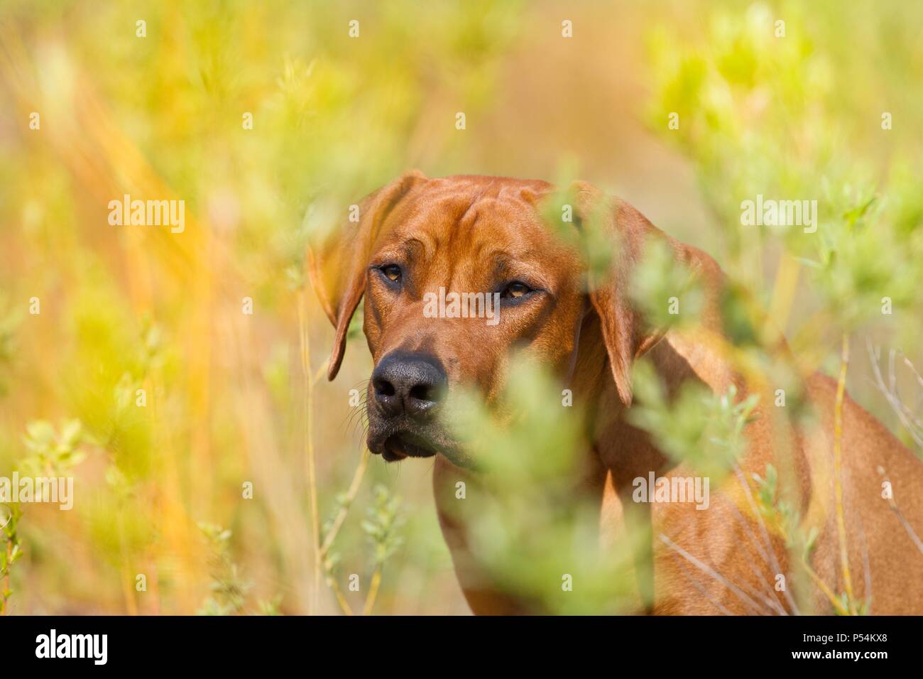 Rhodesian Ridgeback Portrait Stock Photo - Alamy