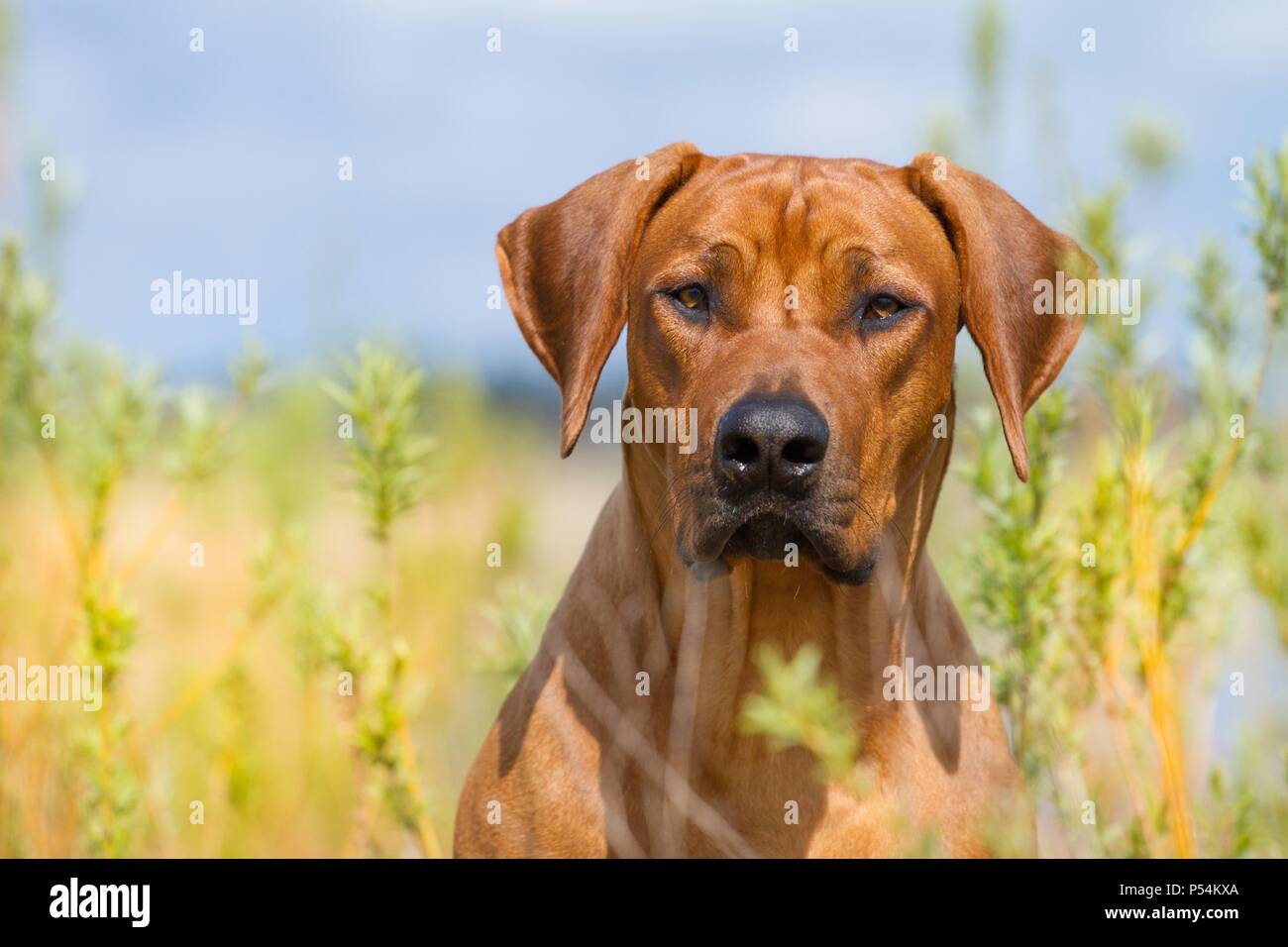 Rhodesian Ridgeback Portrait Stock Photo - Alamy
