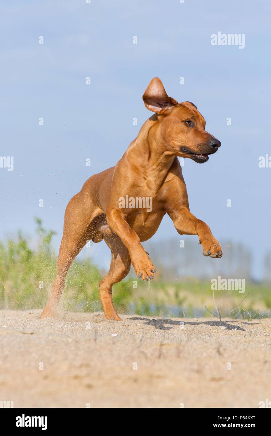 running Rhodesian Ridgeback Stock Photo - Alamy