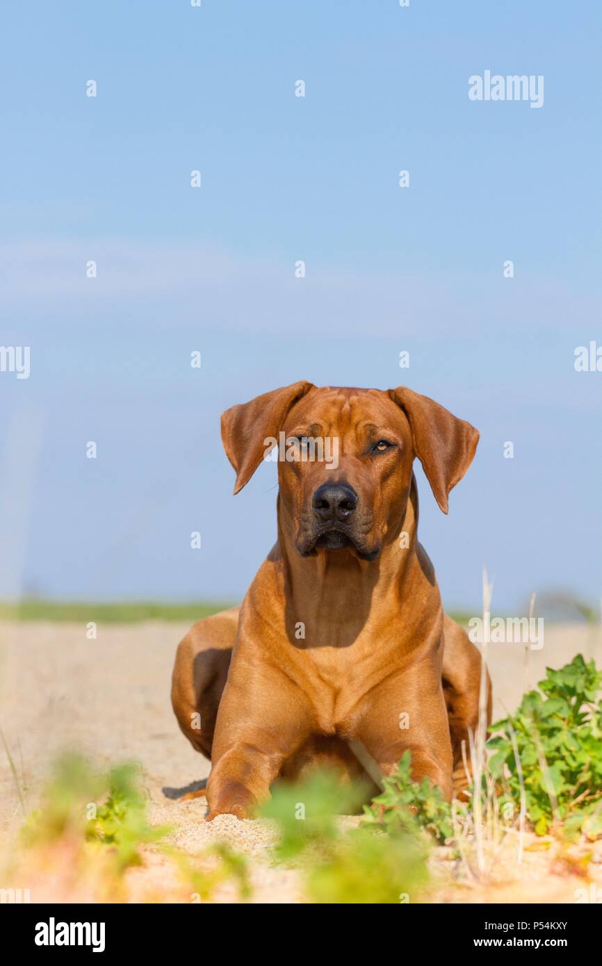 lying Rhodesian Ridgeback Stock Photo - Alamy