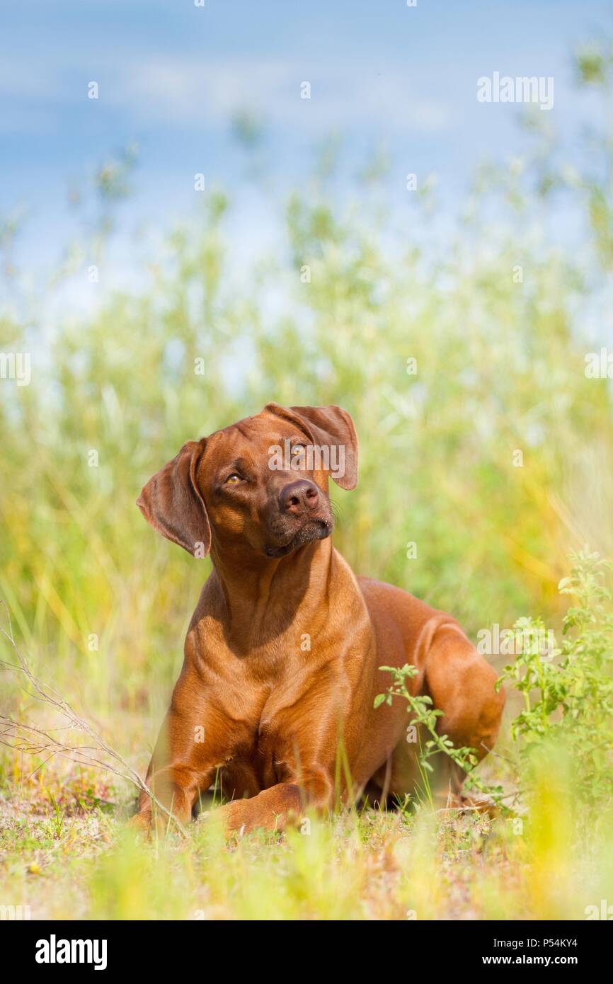 lying Rhodesian Ridgeback Stock Photo - Alamy