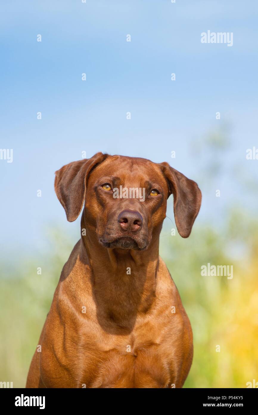 Rhodesian Ridgeback Portrait Stock Photo - Alamy