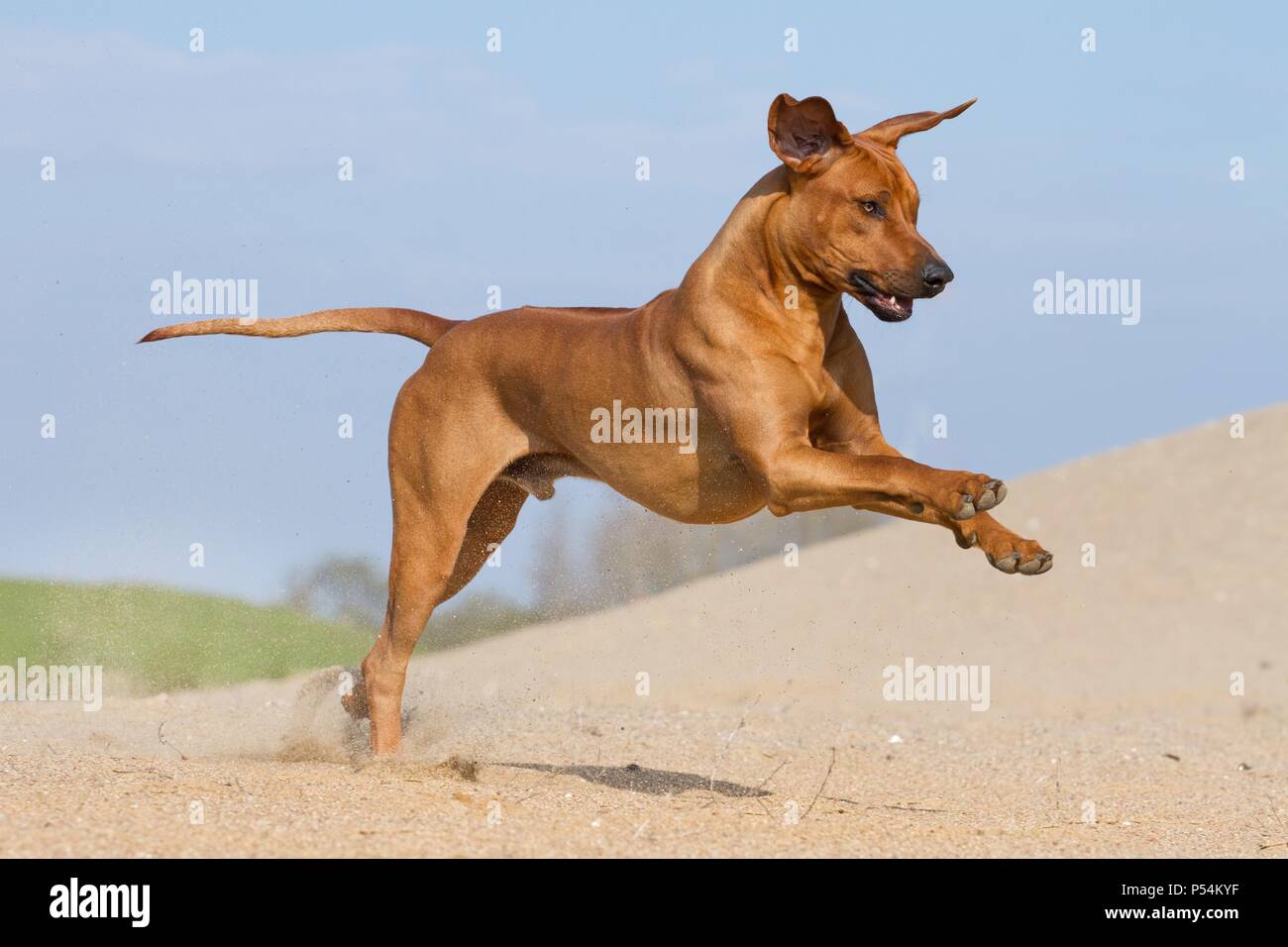running Rhodesian Ridgeback Stock Photo - Alamy