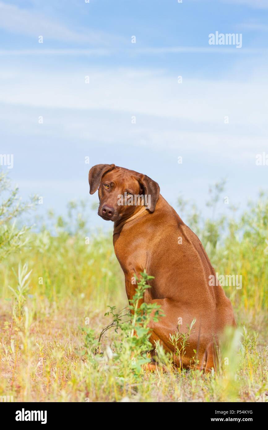 sitting Rhodesian Ridgeback Stock Photo - Alamy