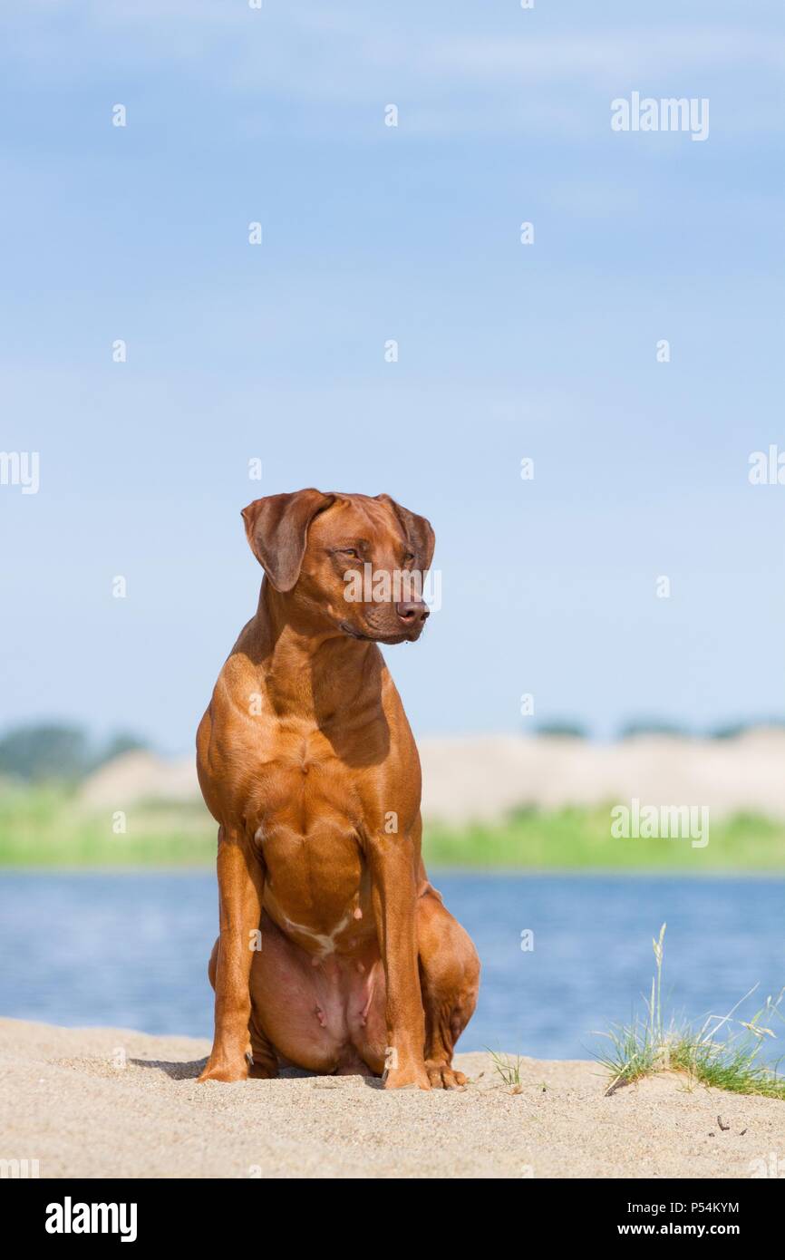 sitting Rhodesian Ridgeback Stock Photo - Alamy