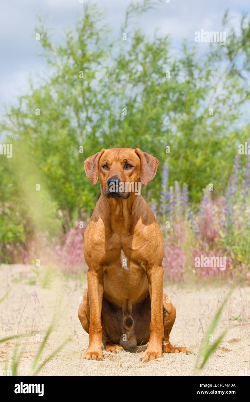 sitting Rhodesian Ridgeback Stock Photo - Alamy