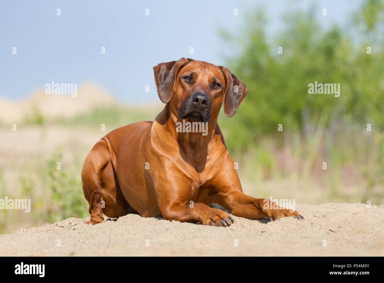 lying Rhodesian Ridgeback Stock Photo - Alamy