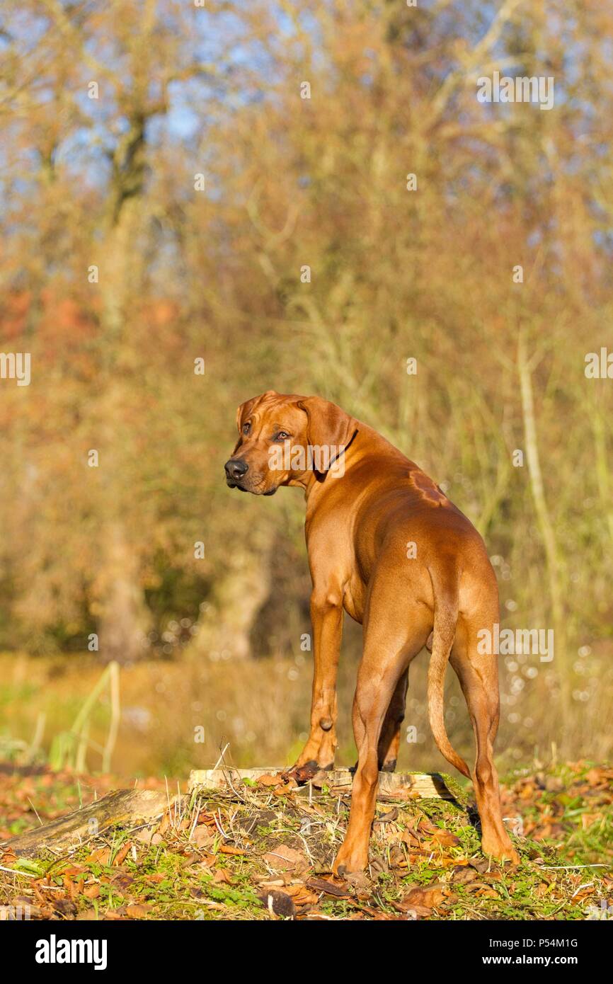 High standing smooth back hi-res stock photography and images - Alamy