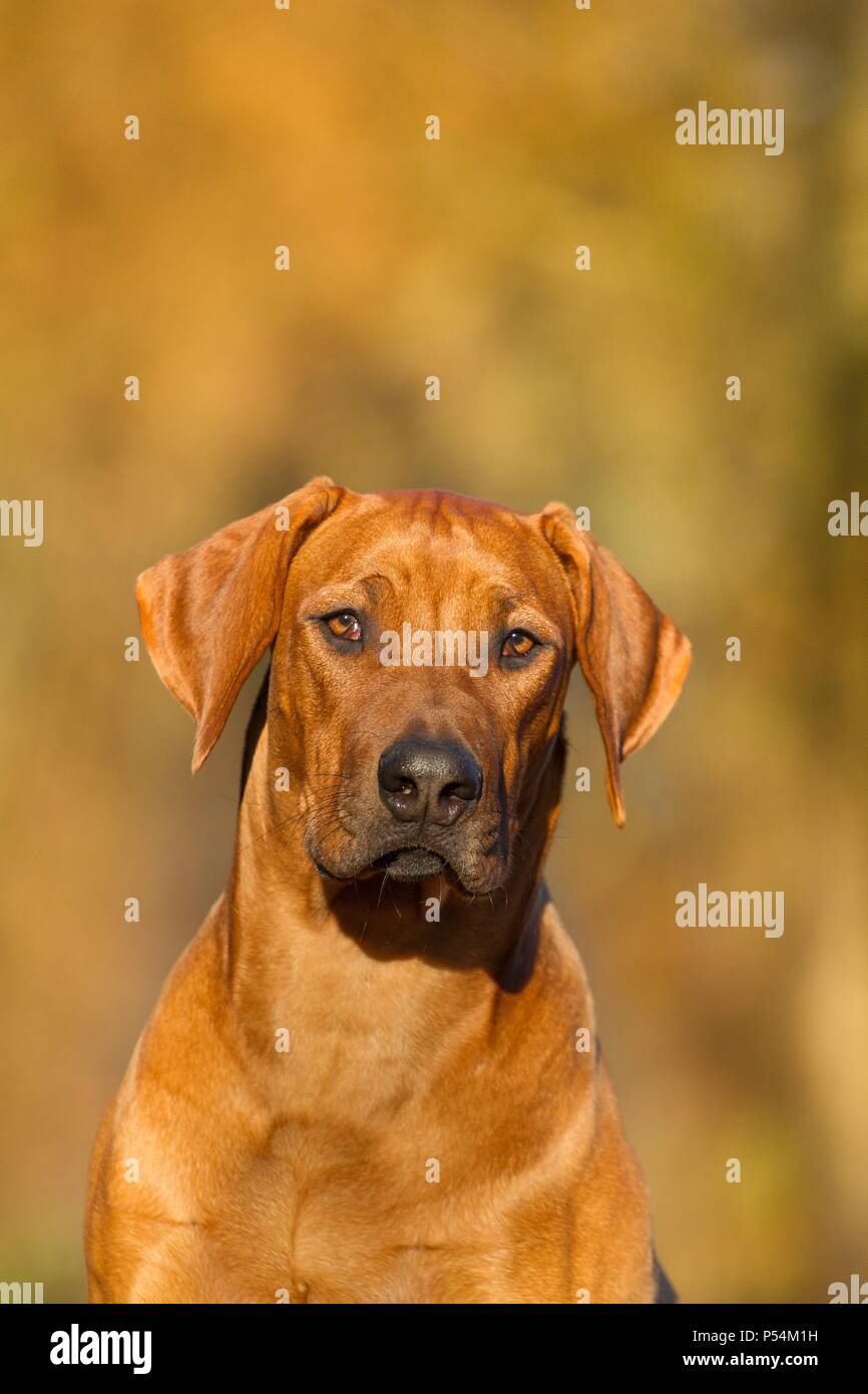 Rhodesian Ridgeback Portrait Stock Photo - Alamy