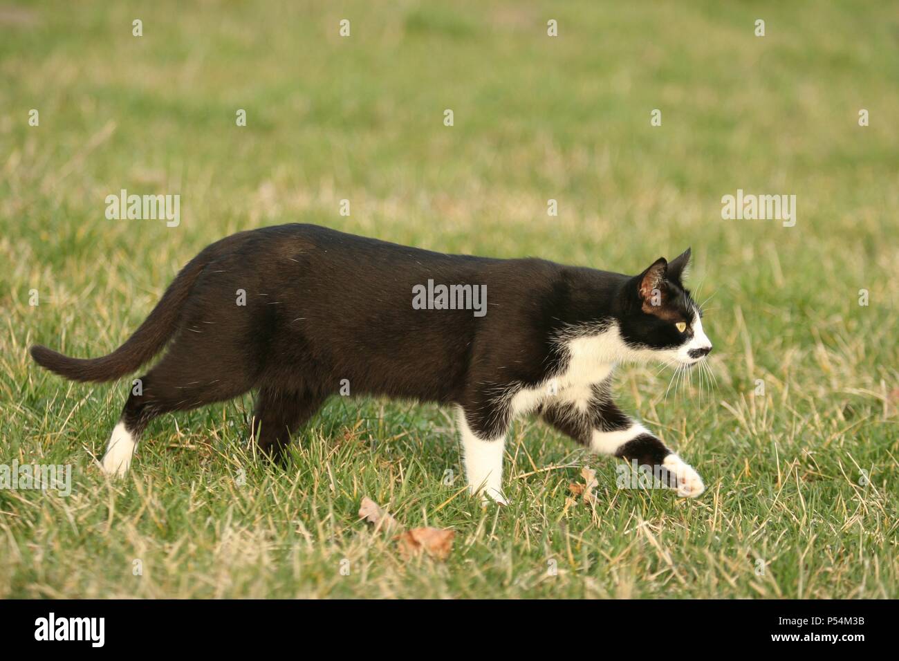 Two black white cats walking hi-res stock photography and images - Alamy