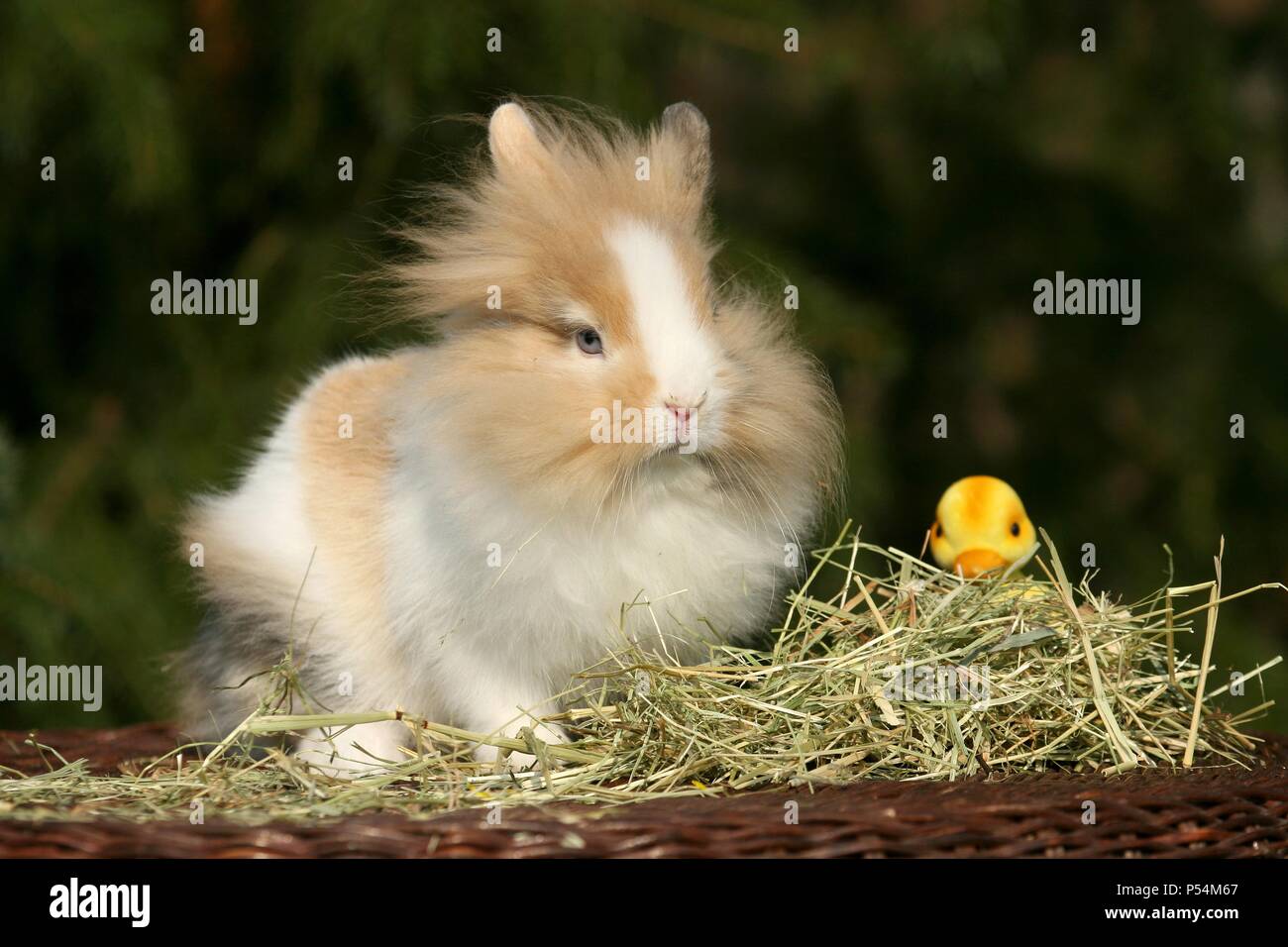 Piebald rabbit hay hi-res stock photography and images - Alamy