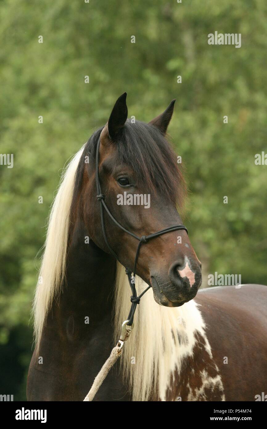 Lewitzer pony hi-res stock photography and images - Alamy