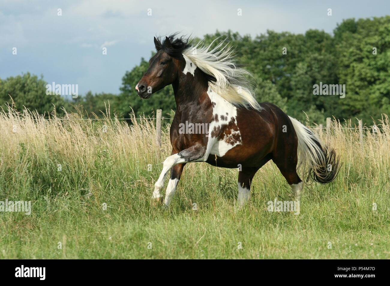 Lewitzer Pony High Resolution Stock Photography and Images - Alamy