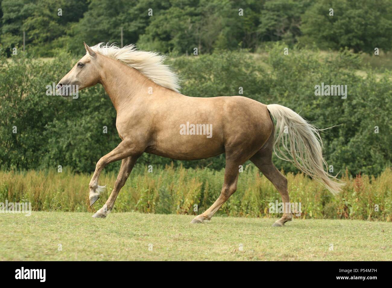 Morgan Horse