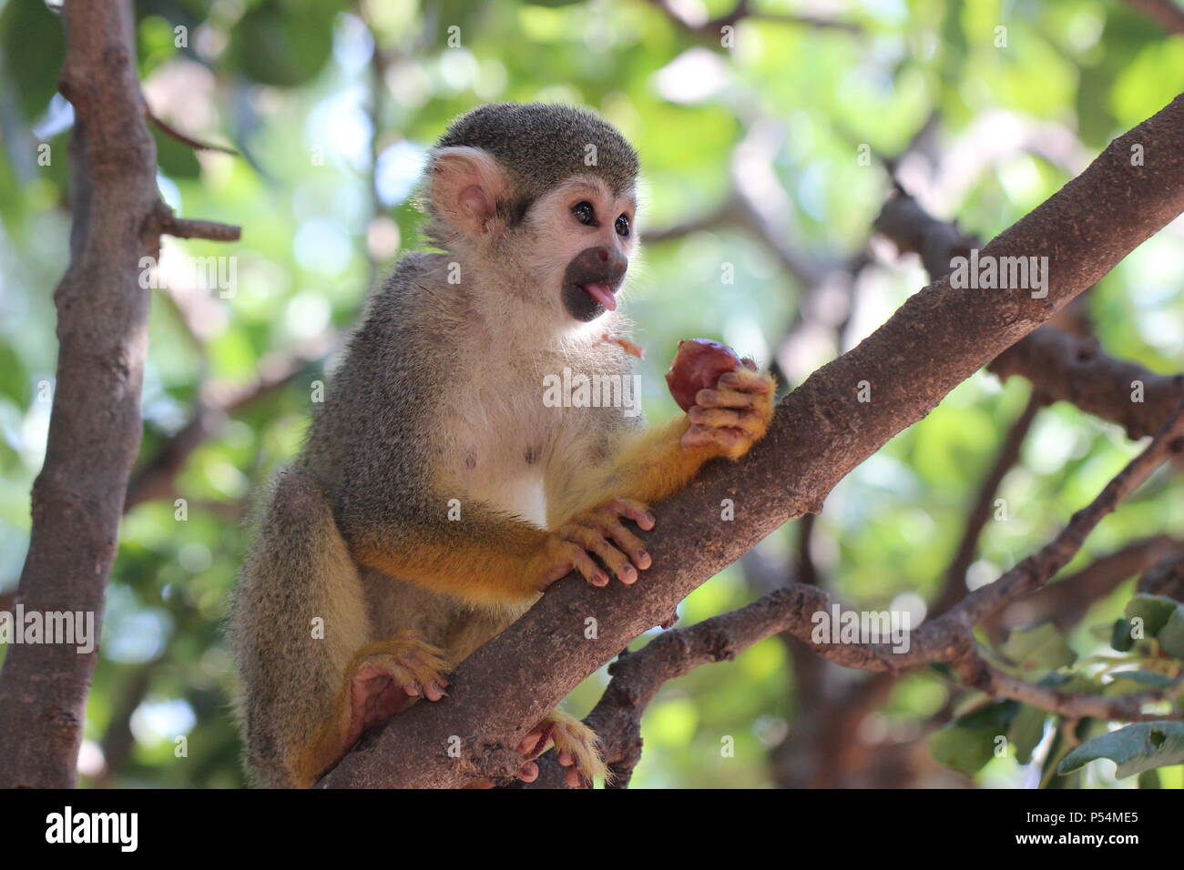 Monkey eating fruit in the monkey park Stock Photo - Alamy