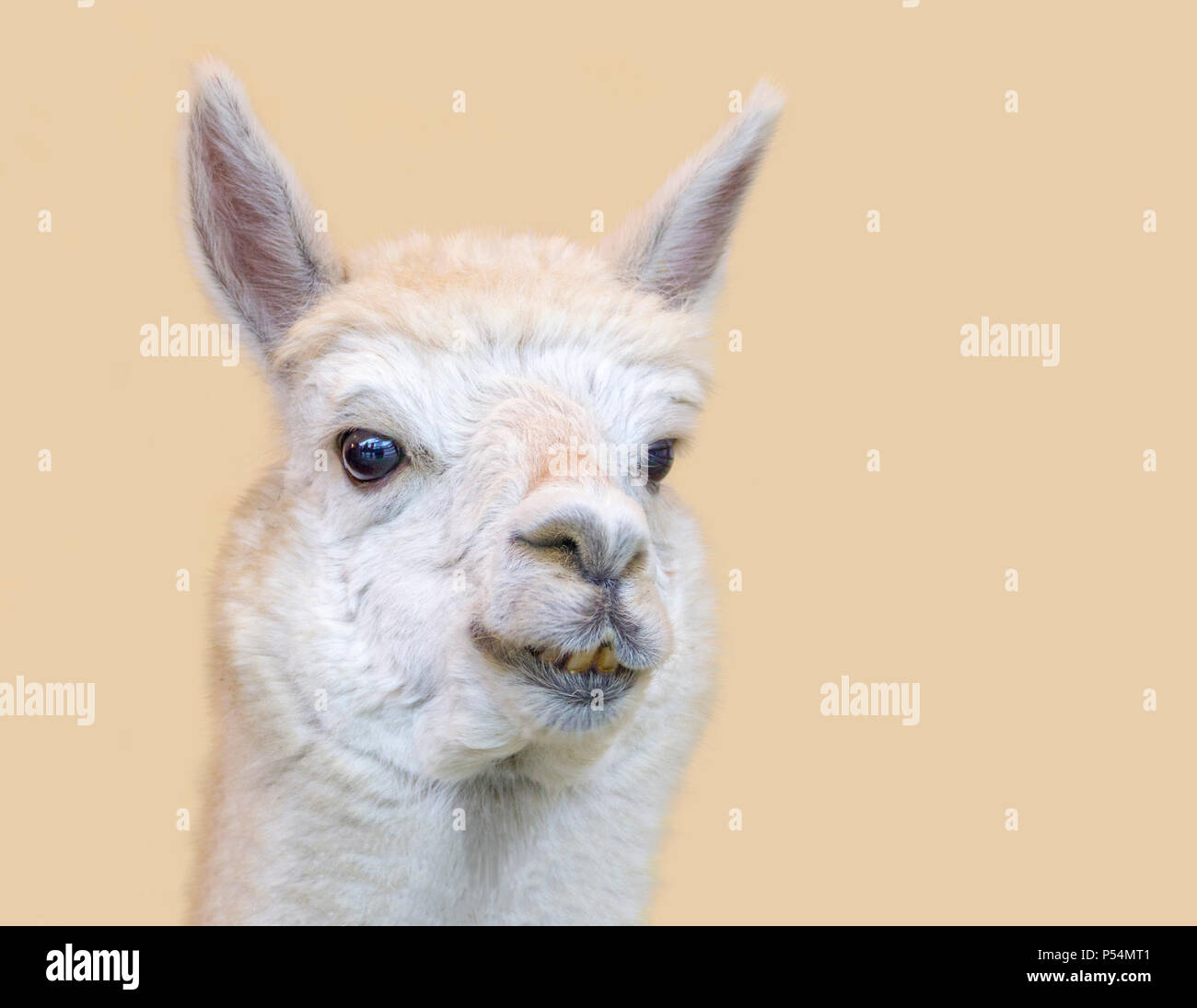 Camel Breed High Resolution Stock Photography and Images - Alamy