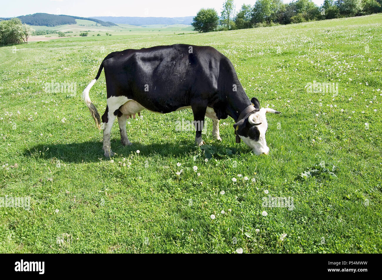 Holstein friesian cow hi-res stock photography and images - Alamy