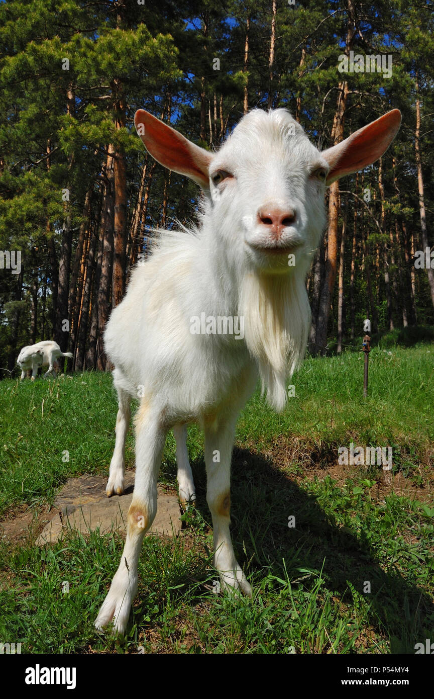 Goat on the field hi-res stock photography and images - Alamy