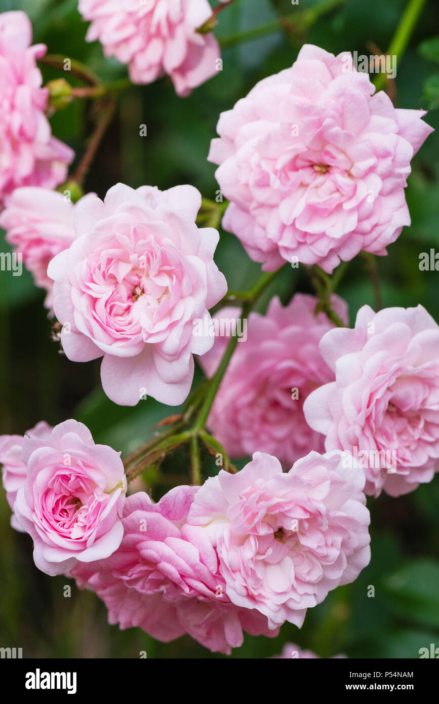 Pink rose symmetry hi-res stock photography and images - Alamy