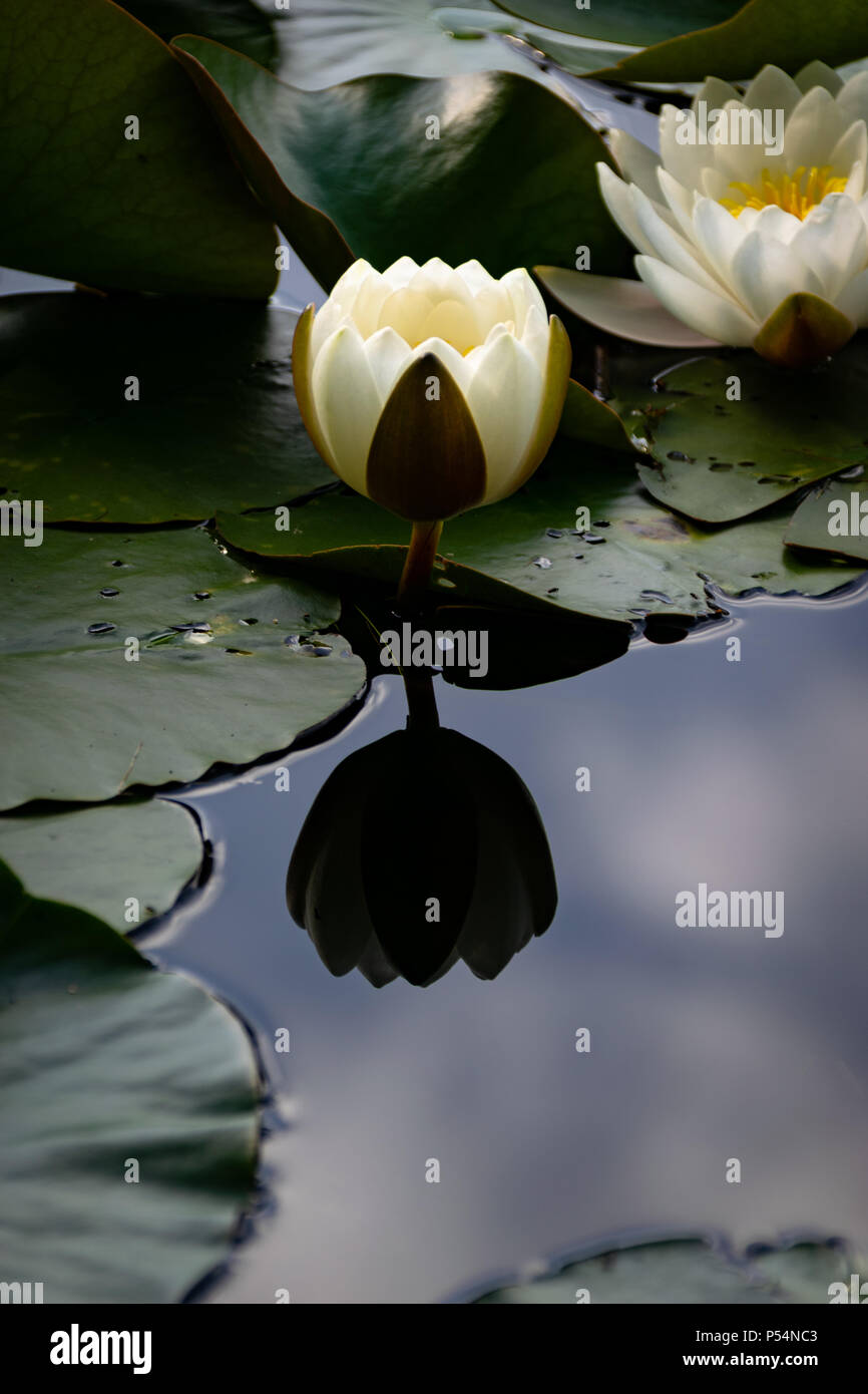 Lilly lake hi-res stock photography and images - Alamy