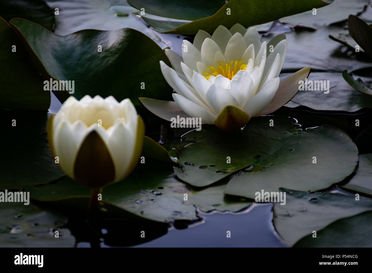 Lilly lake hi-res stock photography and images - Alamy