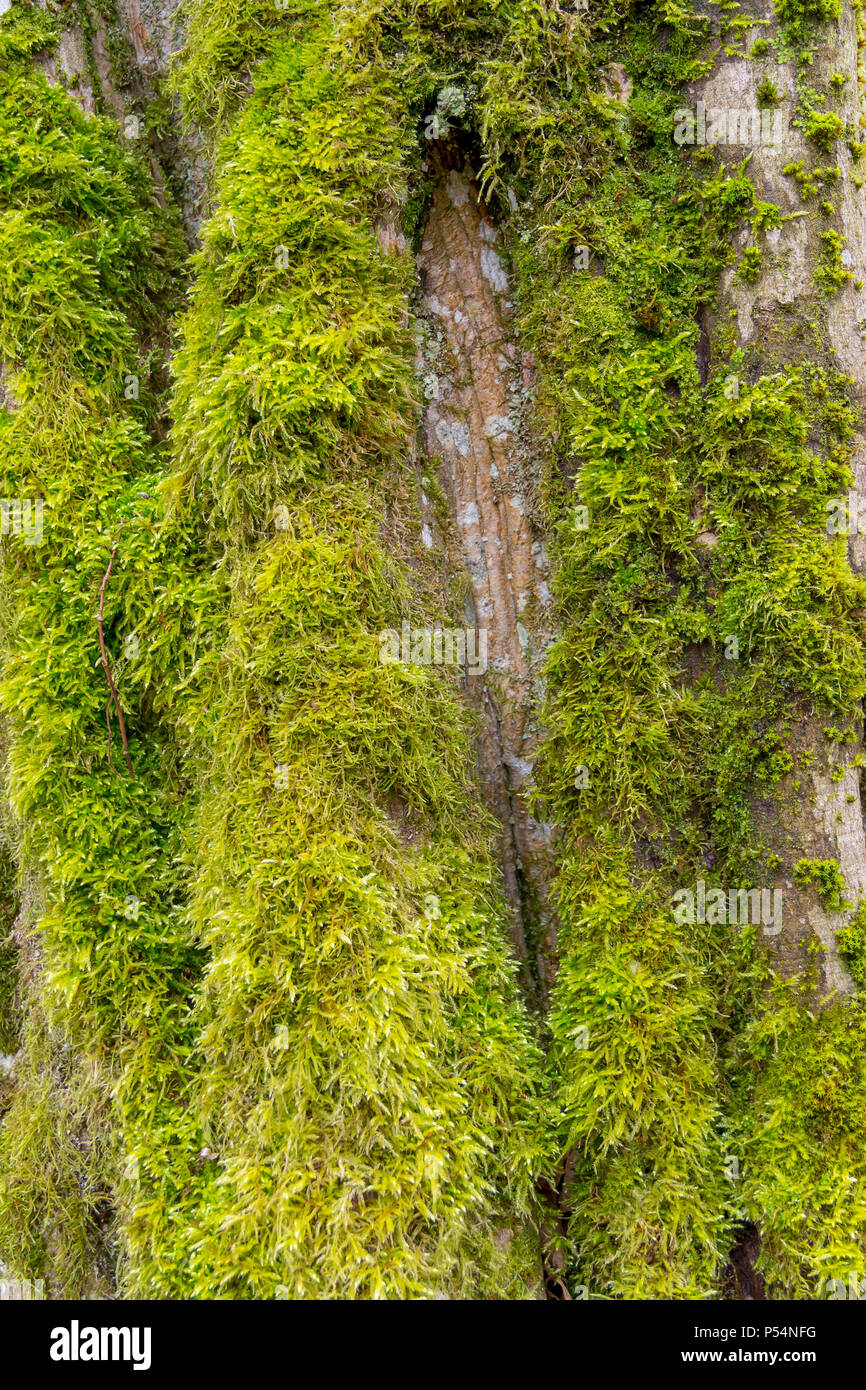 Moss overgrown tree hi-res stock photography and images - Alamy