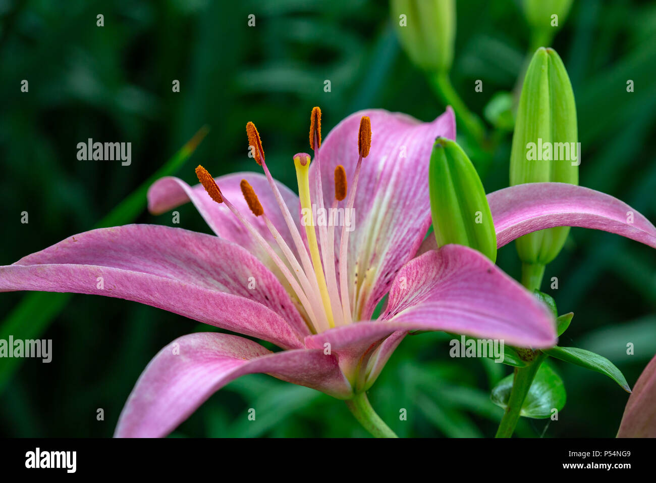 a close up of a pink lily newly opened in the garden Stock Photo - Alamy