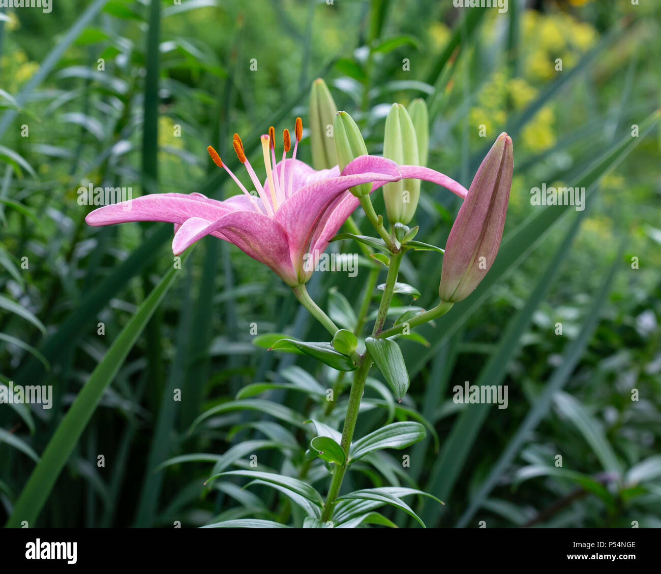 a side view of a pink lily newly opened in the garden Stock Photo - Alamy