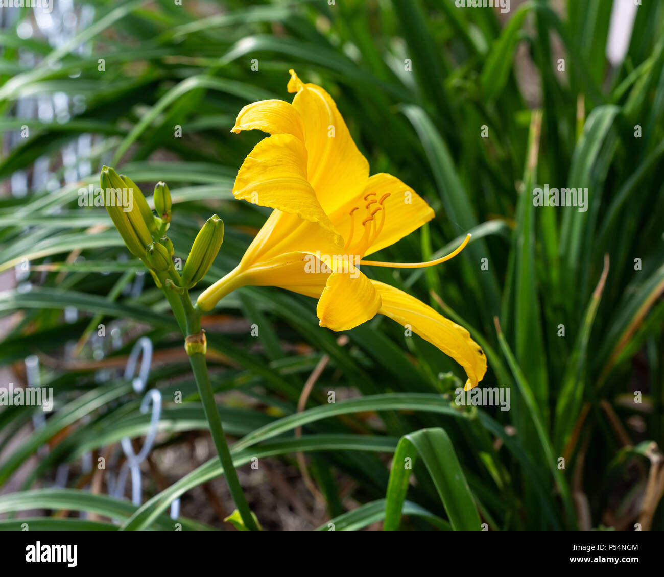 Lily garden hi-res stock photography and images - Alamy