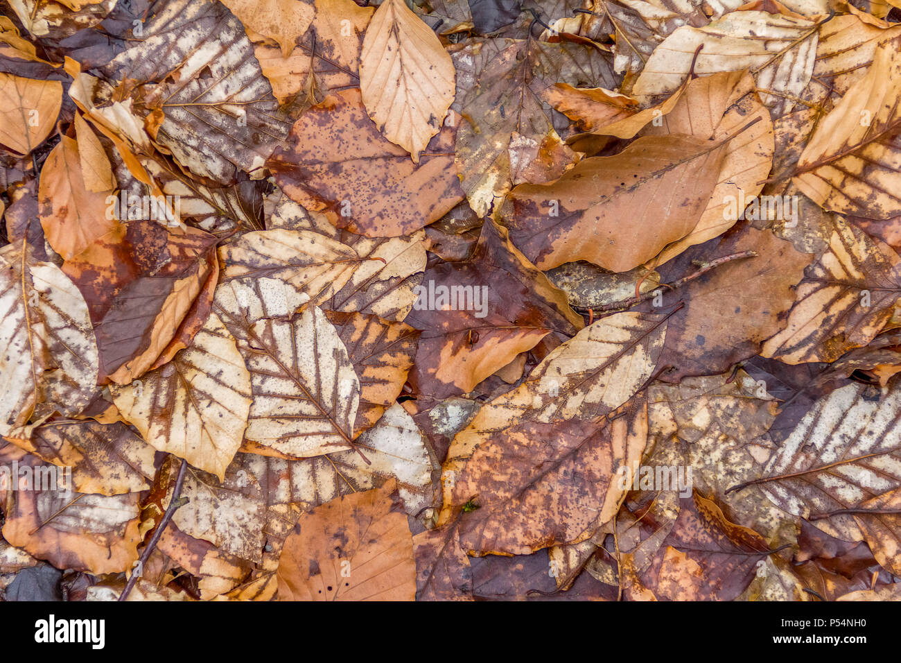 Transience detail hi-res stock photography and images - Alamy