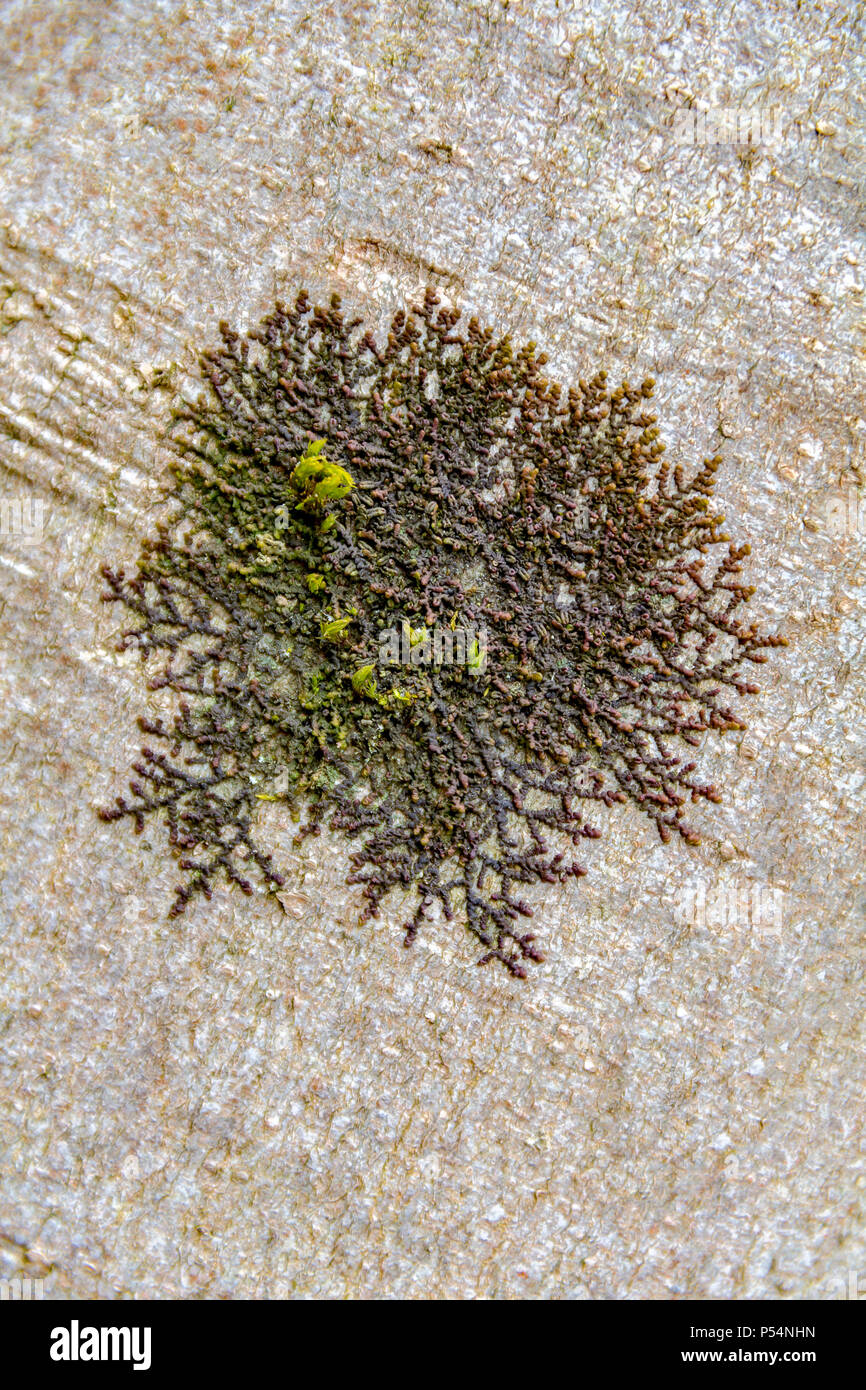 macro shot showing some moss on bark ground Stock Photo - Alamy